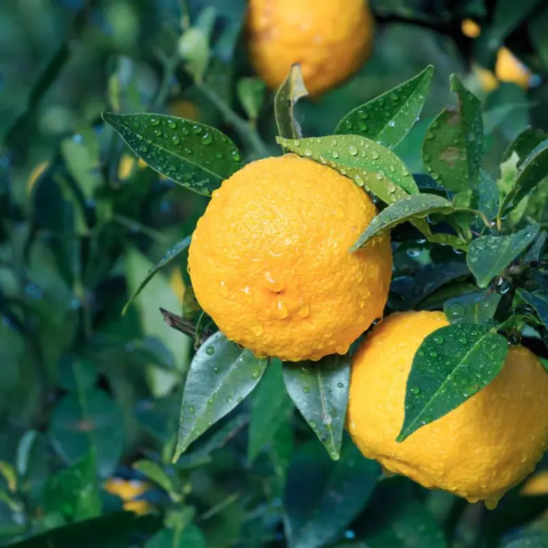 Infusion en gelée Yuzu Citron de Corée 500g - Santé Nat – Hersée ...